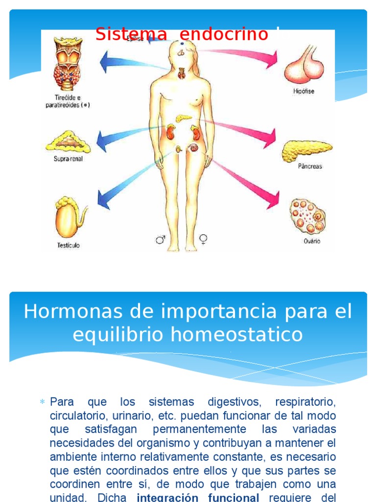 Hormonas de Importancia Para El Equilibrio Homeostatico%5b1%5d (1 ...