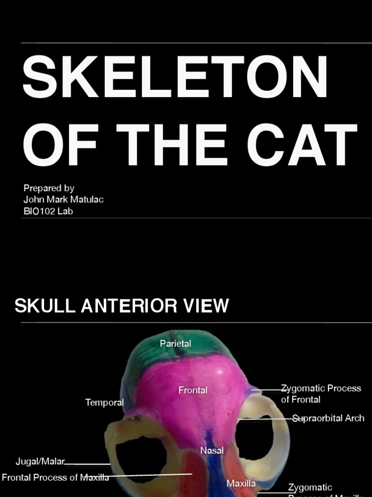 Skeleton of The Cat: Prepared by John Mark Matulac BIO102 Lab | PDF ...