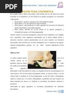 Anatomía de la Región Cigomática | PDF | Anatomía de los primates ...
