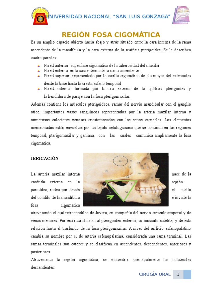 Anatomía de la Fosa Cigomática | PDF | Anatomía | Cabeza y cuello humanos