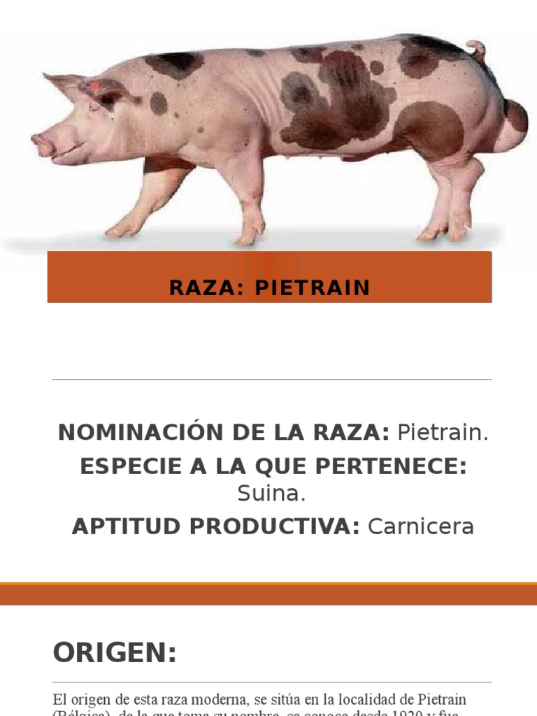 Características de la raza Pietrain | PDF | Cerdo doméstico | Carne