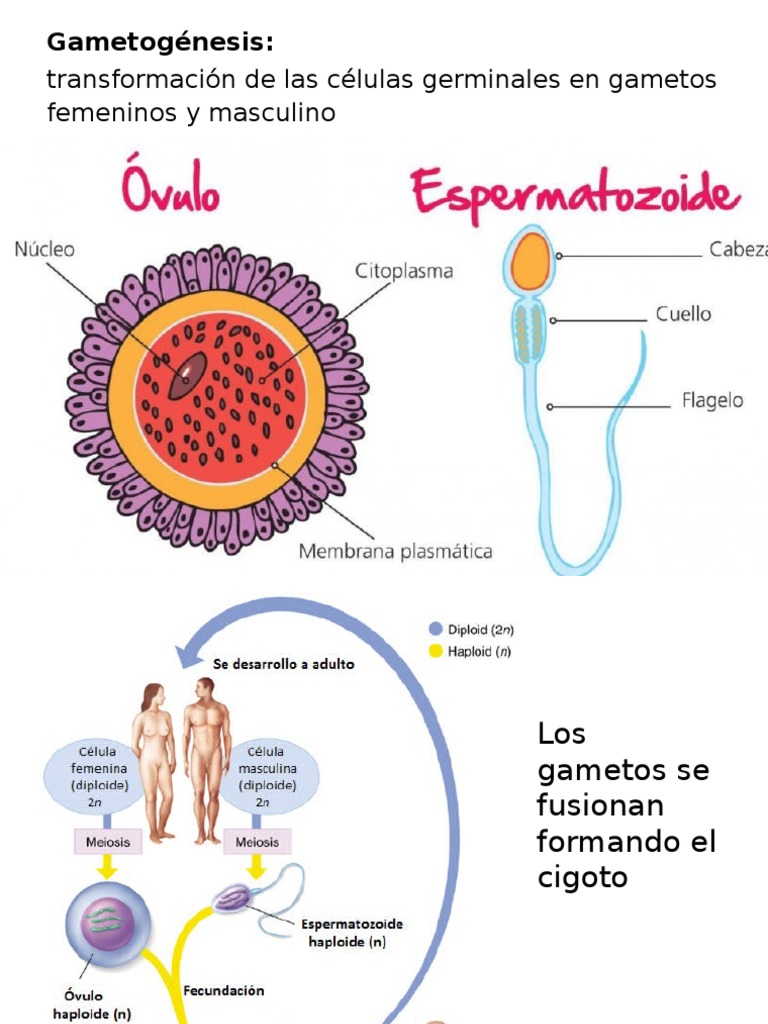 Gametogenesis | PDF