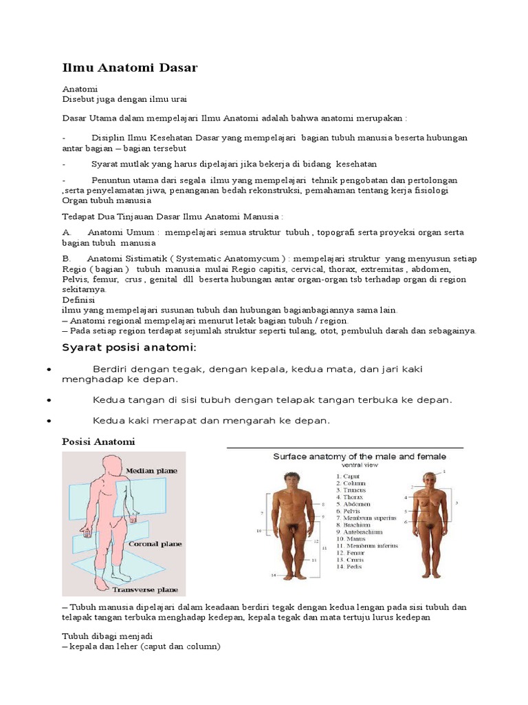 Ilmu Anatomi Dasar | PDF