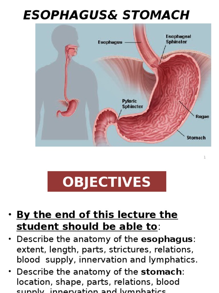 Esophagus Function