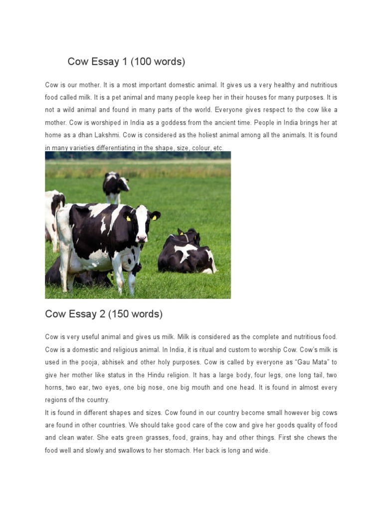 Cow Essay 1 | PDF | Cattle | Milk