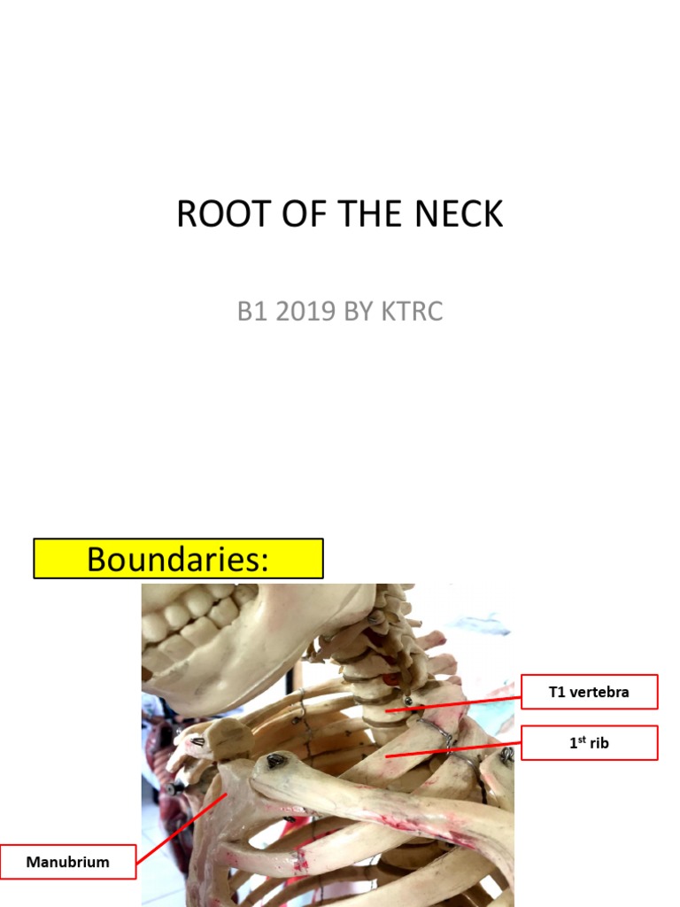 Root of The Neck (Gross) | PDF | Vertebra | Primate Anatomy