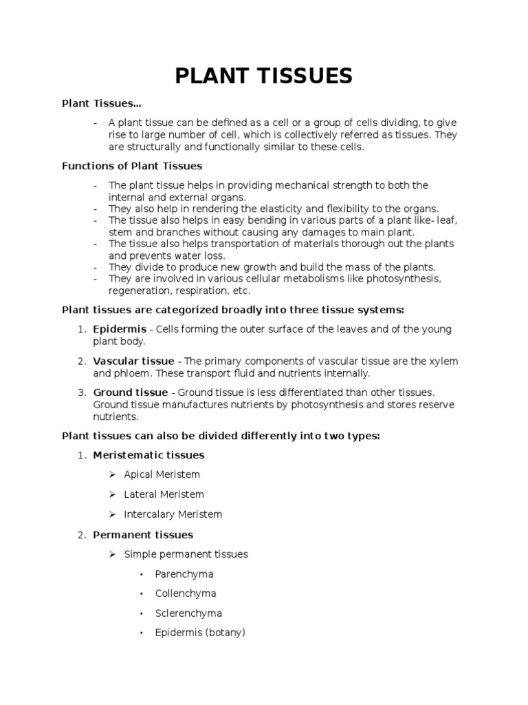 Plant Tissues Word | PDF | Tissue (Biology) | Plant Stem