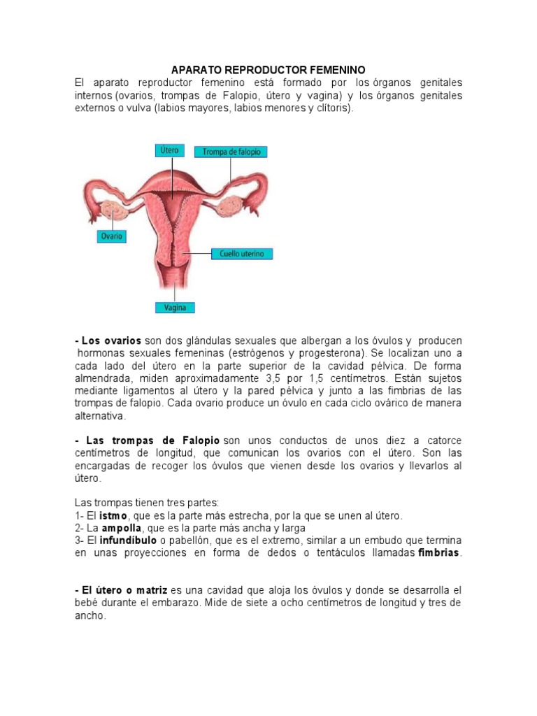 Estructura del Aparato Reproductor Femenino | PDF | Testículo | Útero