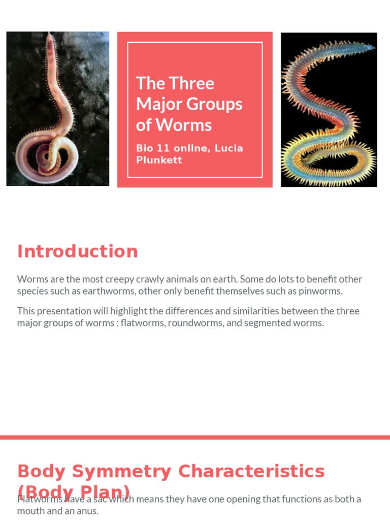 Major Worm Groups: Flatworms, Roundworms, Segmented | PDF | Nematode ...