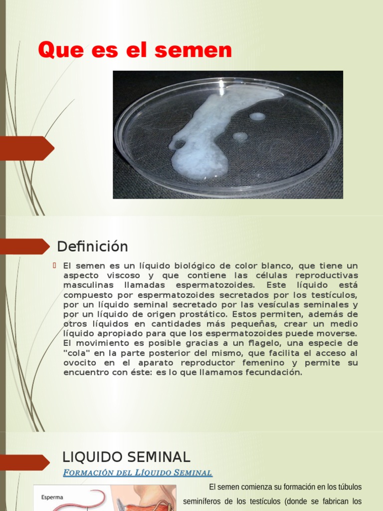 Definición y composición del semen | PDF | Semen | Testículo