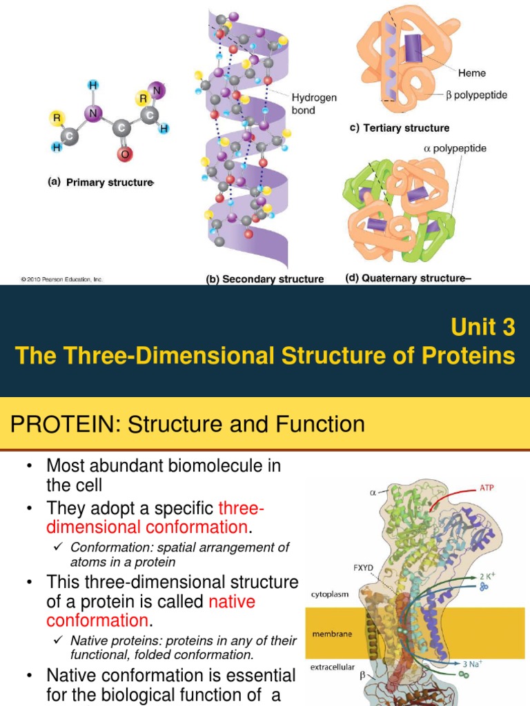 Unit 3 The Three Dimensional Structure of Proteins | PDF | Beta Sheet ...