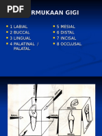 Tabel Waktu Erupsi Gigi | PDF | Seni & Disiplin Bahasa | Kajian Bahasa ...