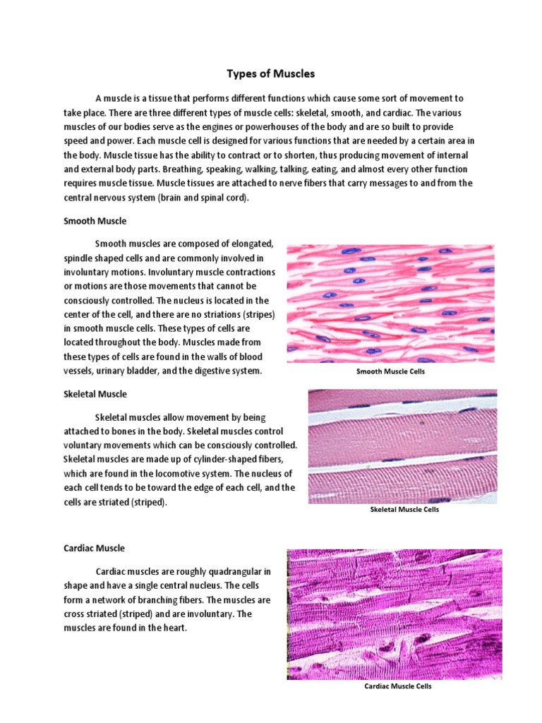 Types of Muscles | PDF