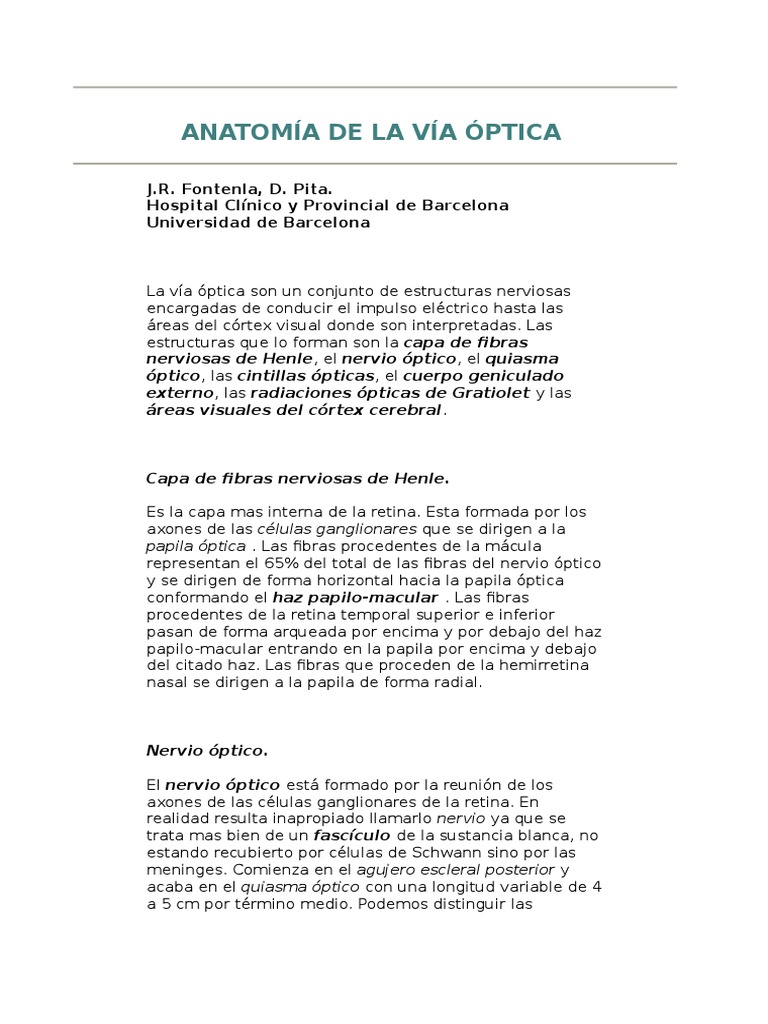 Anatomía de La Vía Óptica | PDF | Percepción visual | Corteza cerebral
