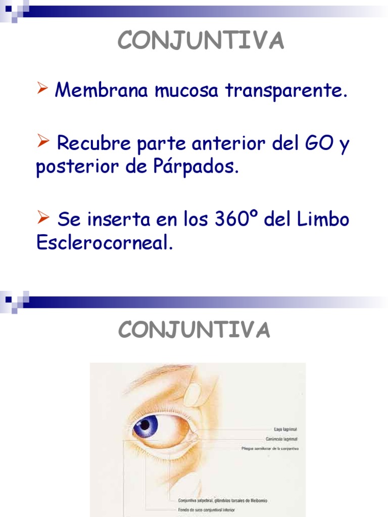 Anatomía de la Conjuntiva Ocular | PDF