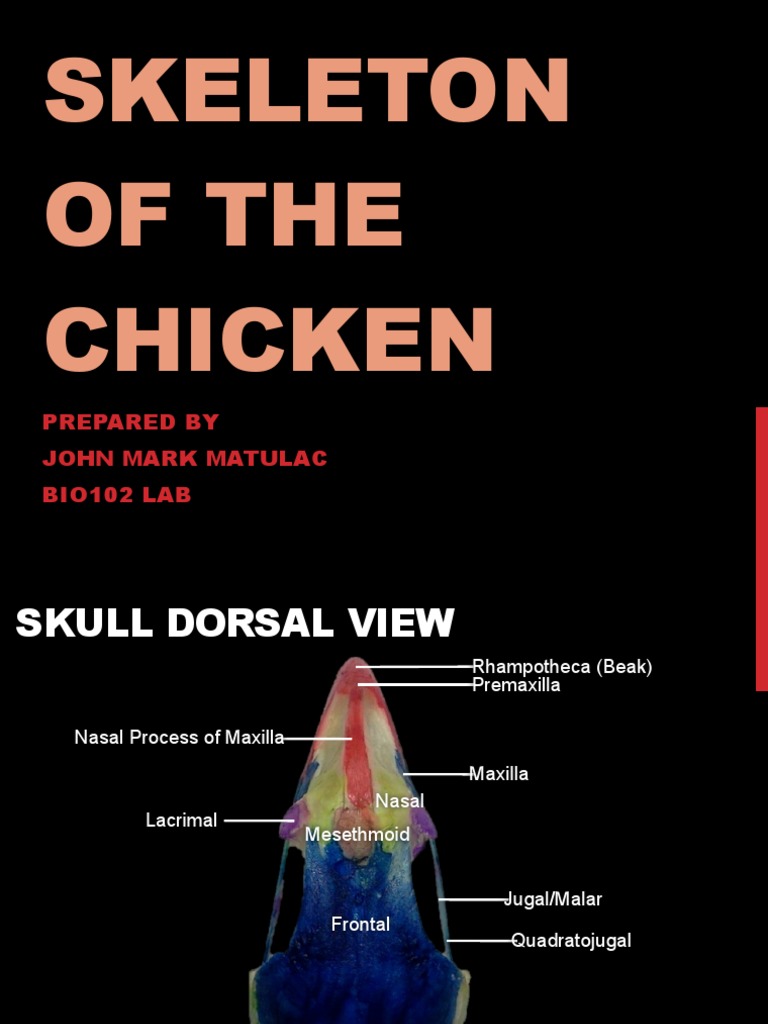 Endoskeleton of the Chicken | Vertebra | Vertebral Column