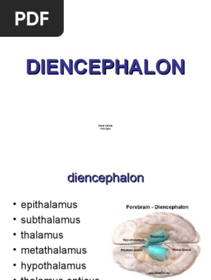 Subthalamus Epithalamus