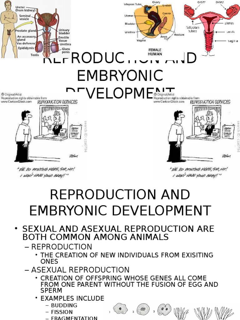 Animal Reproduction and Embryonic Development | PDF | Menstrual Cycle ...