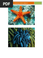Echinoderms 3 | PDF