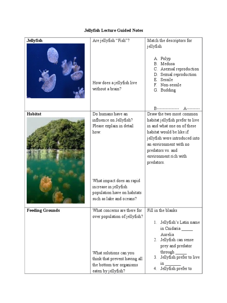Jellyfish Lecture Guided Notes | PDF | Animal Taxonomy | Zoology
