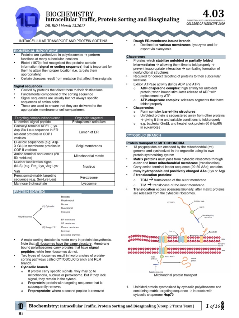4.03 Intracellular Traffic, Protein Sorting and Biosignaling | PDF | Protein Targeting | Cell ...