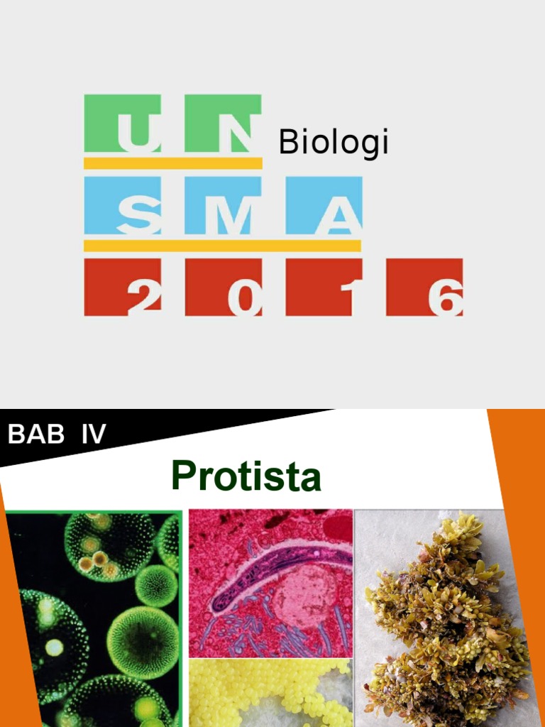 Bab 4 Protista | PDF