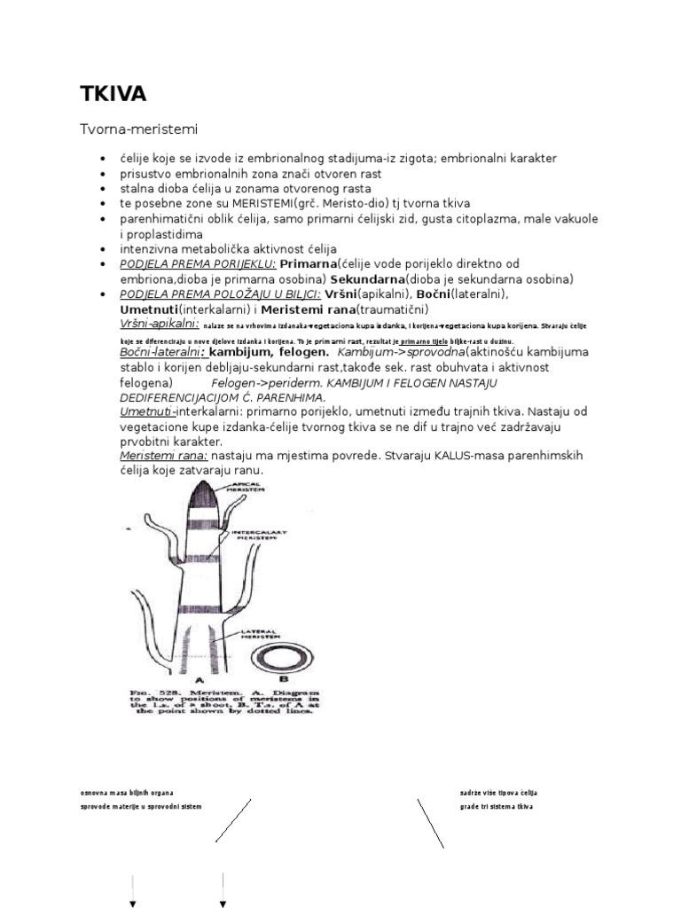 Organizacija Biljnog organizma-TKIVA | PDF