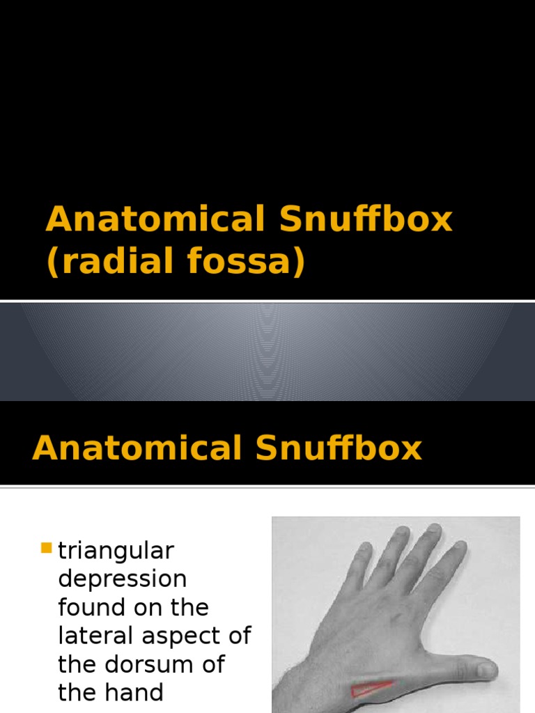 Anatomical Snuffbox | PDF | Social Science