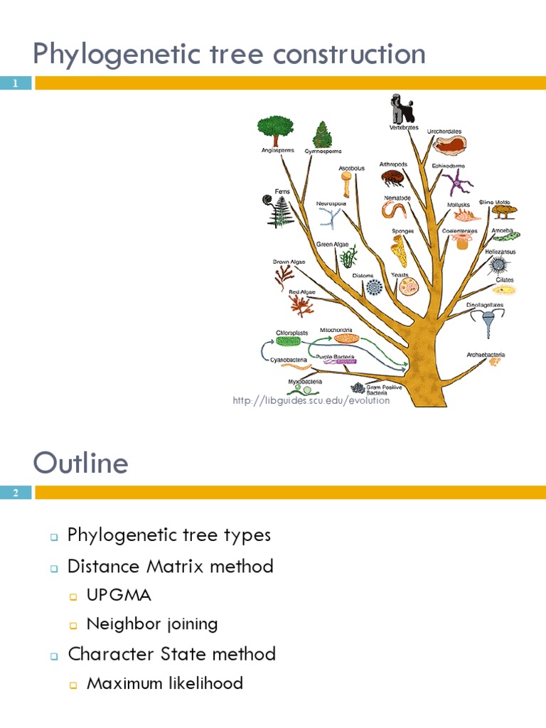 Week 3c - Phylogenetic - Tree - ConstructionMai PDF | PDF | Phylogenetic Tree | Sequence Alignment