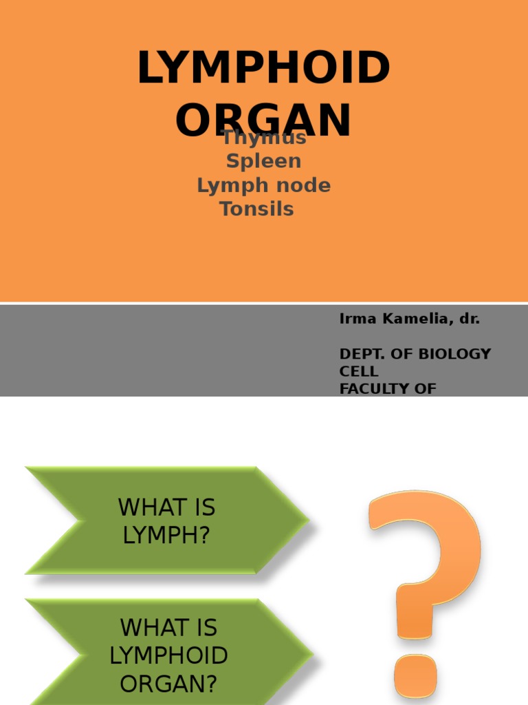 Lymphoid Organ: Thymus Spleen Lymph Node Tonsils | PDF | Lymphatic ...