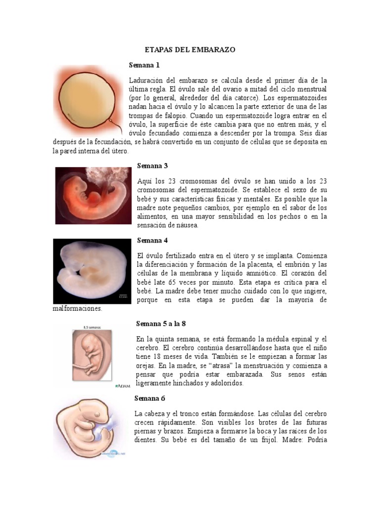 Etapas Del Embarazo | Parto | El embarazo