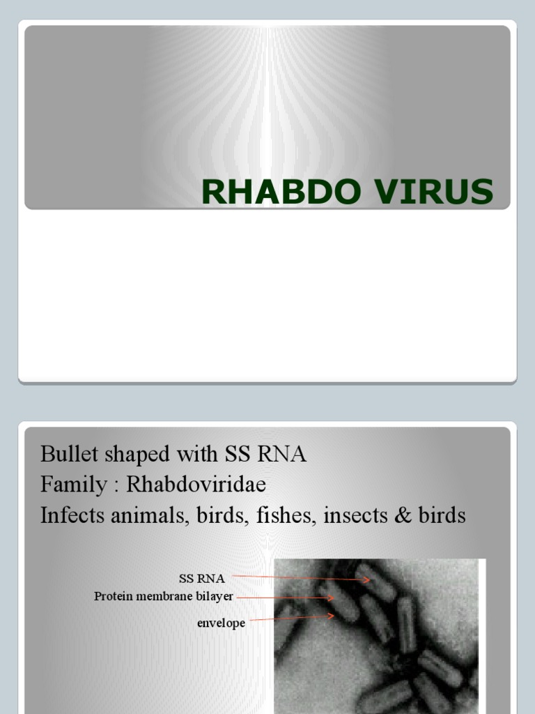 Rhabdo Virus | PDF | Rabies | Vaccines