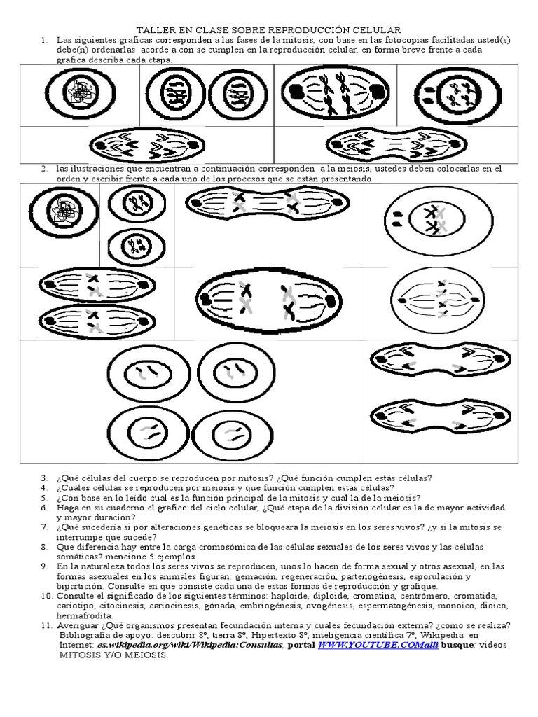Hoja De Trabajo Sobre Mitosis Y Meiosis: Clave De Respuestas