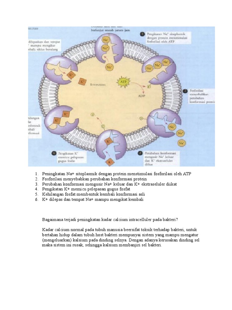 Pompa Natrium Kalium Dan Kalsium Intraseluler | PDF