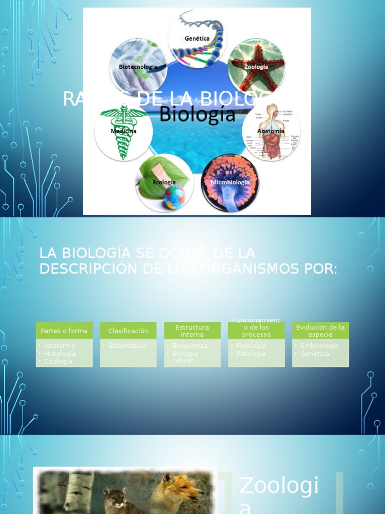 Ramas de la Biología y sus Estudios | PDF | Organismos | Biología