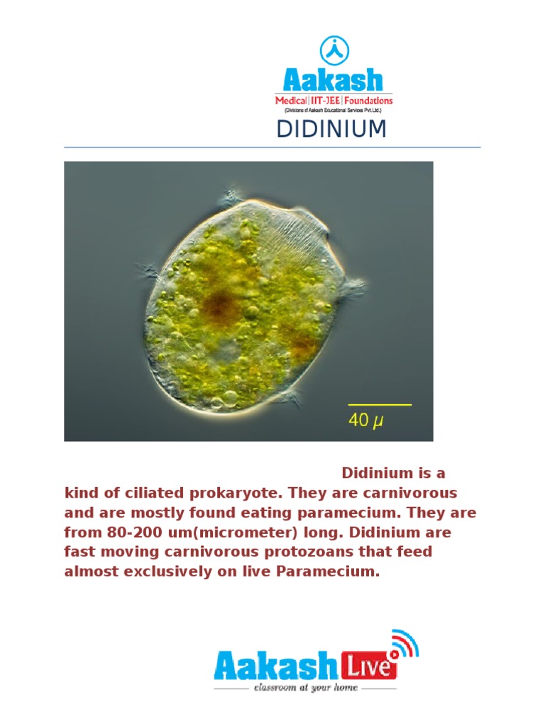 DIDINIUM | PDF