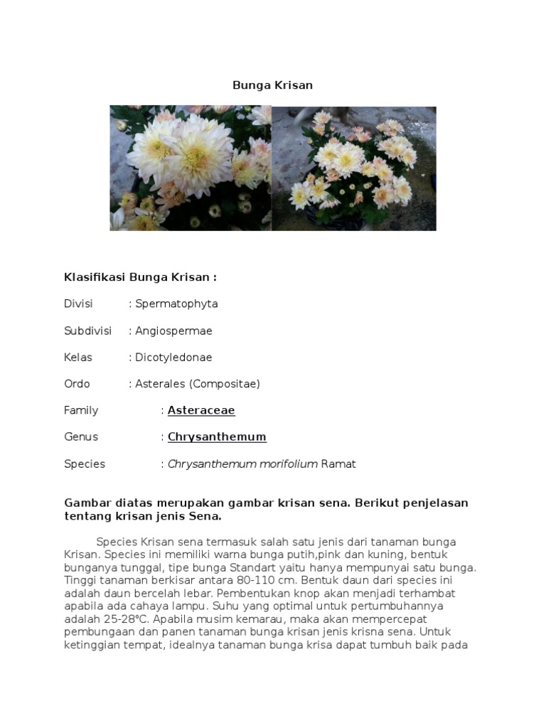 Bunga Krisan | PDF
