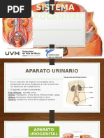 Excrecion Sopa de Letras | PDF | Riñón | Sistema urinario