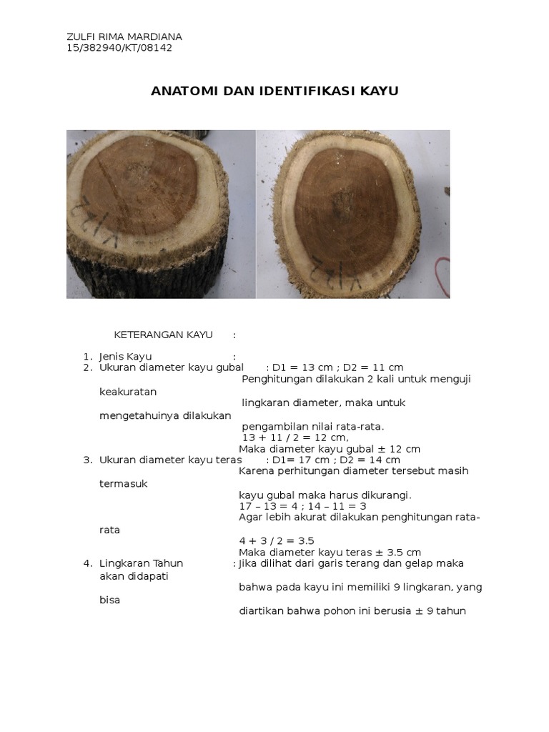 Anatomi Dan Identifikasi Kayu | PDF