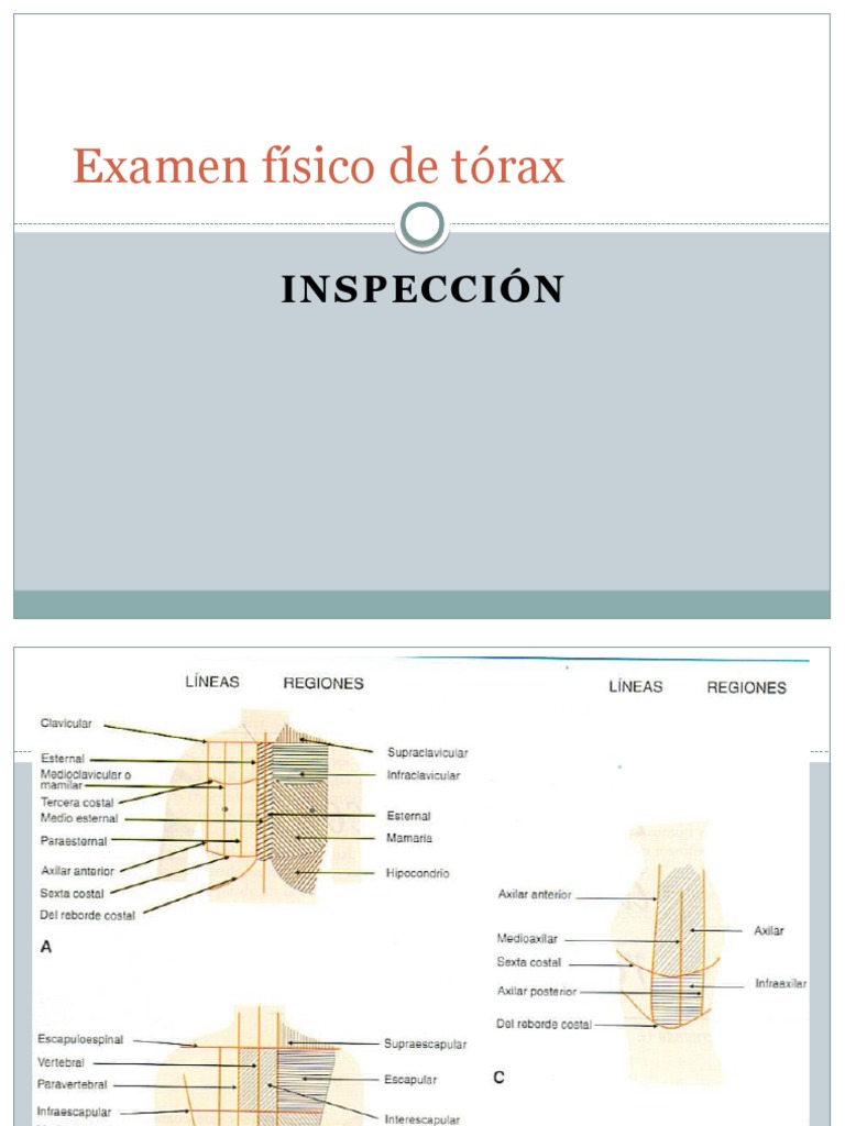 Examen Físico de Tórax | Tórax | Anatomía humana