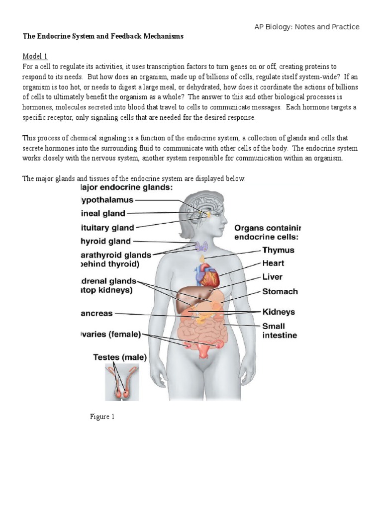 Endocrine System Feedback Mechanisms | PDF | Hormone | Insulin