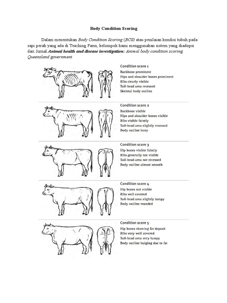 BCS Sapi Perah Teaching Farm | PDF