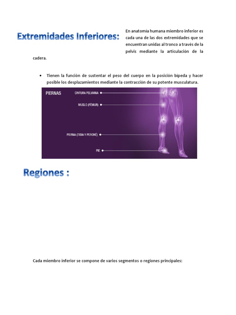 Anatomía de Extremidades Inferiores | PDF | Pierna humana | Anatomía ...