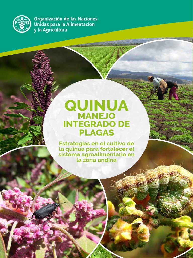 Manejo Integrado de Plagas en Quinua. | PDF | Pesticida | Plaga (organismo)