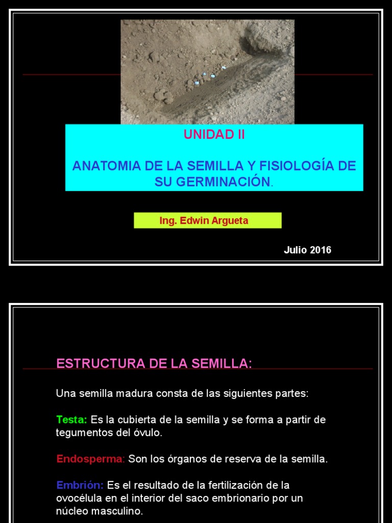 Anatomía de La Semilla | Descargar gratis PDF | Germinación | Semilla