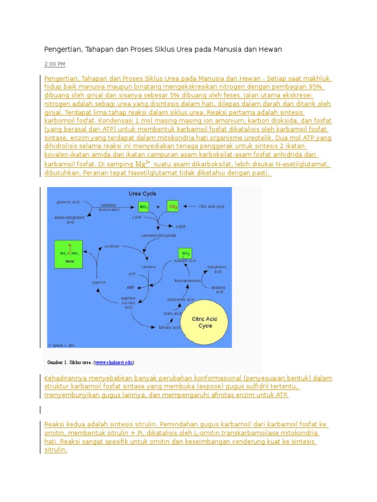 Siklus Urea | PDF
