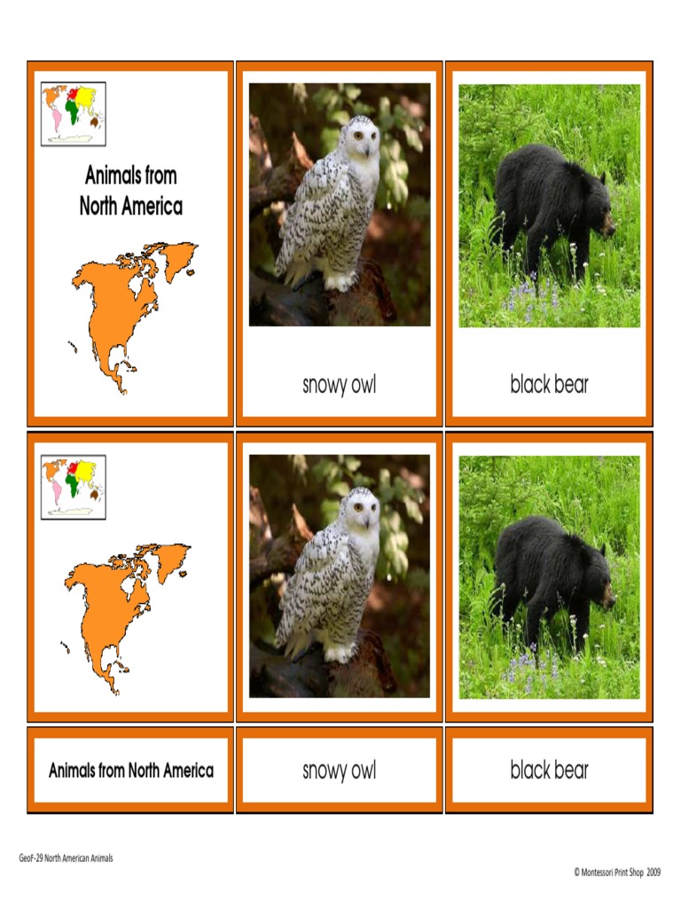 GeoF-29 North American Animals PDF | PDF