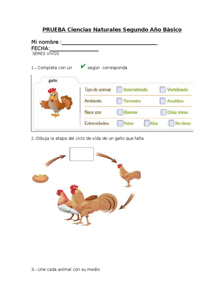 Prueba de Diagnóstico Ciencias Naturales Segundo Año Básico | PDF