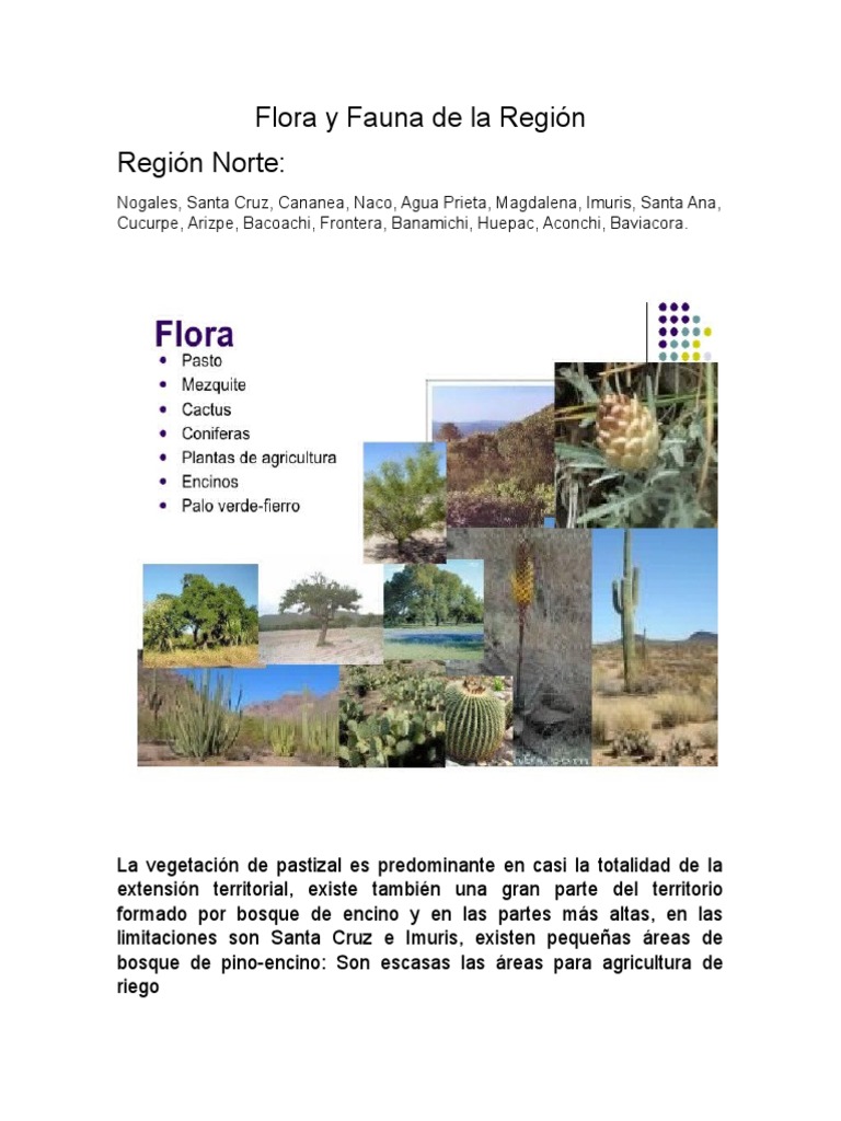 Flora y Fauna de Sonora - buckknives.blog
