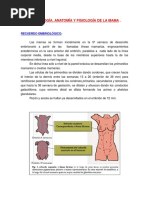 Anatomía y Función de la Mama Femenina | PDF | Pecho | Sistema linfático